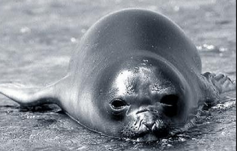 Grasas y aceites UNIPAZ: El aceite de foca protege el corazón