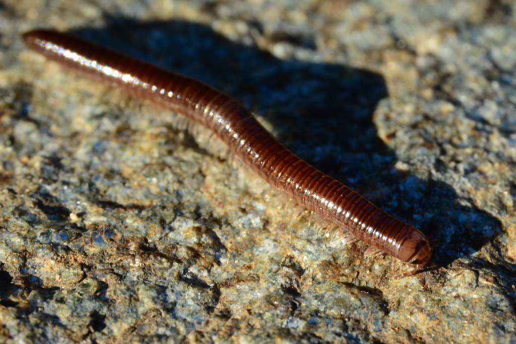 Myriapodes - Les routes de tous les voyages