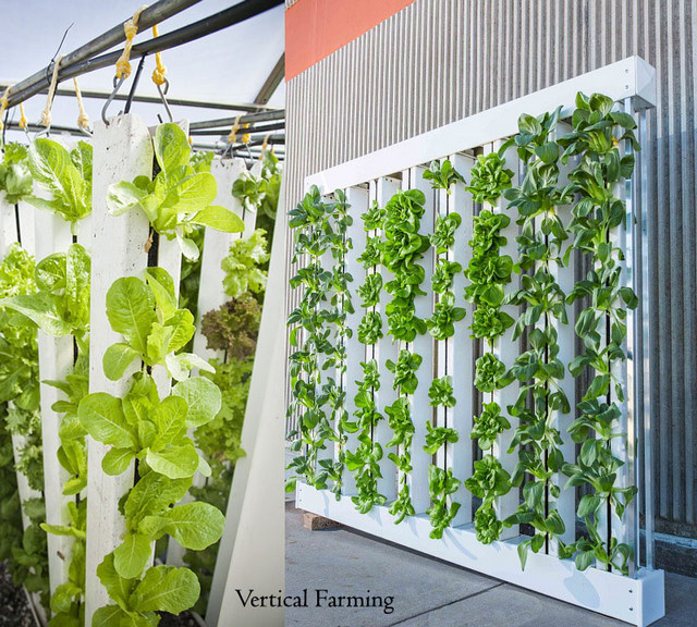 Types of Vertical Farming for the Future | Agriculture, Technology, and ...
