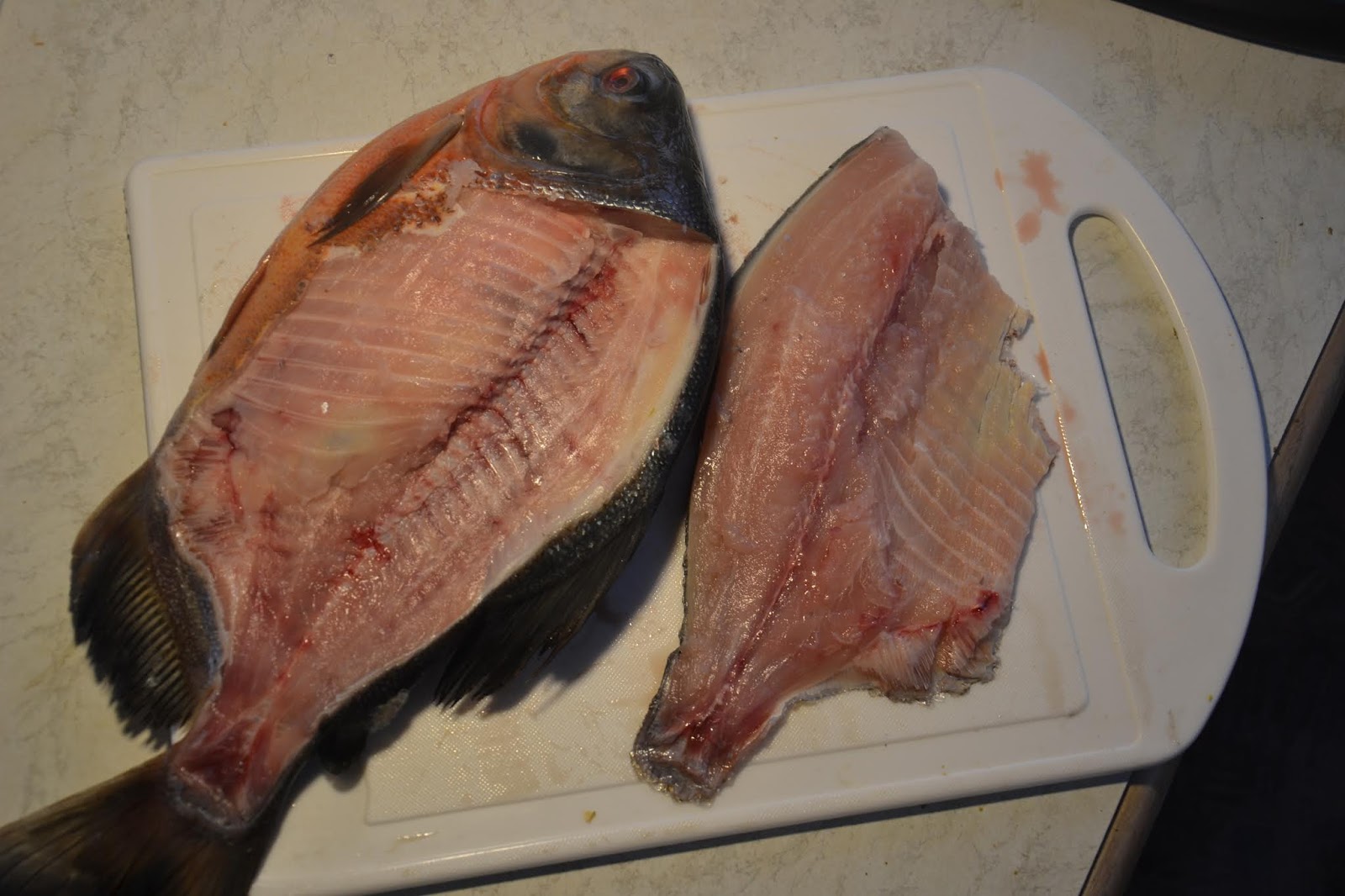 Oppdag Fisk!: Sølvpacu/Pirapitinga/Piaractus Brachypomus (Ferskvann)