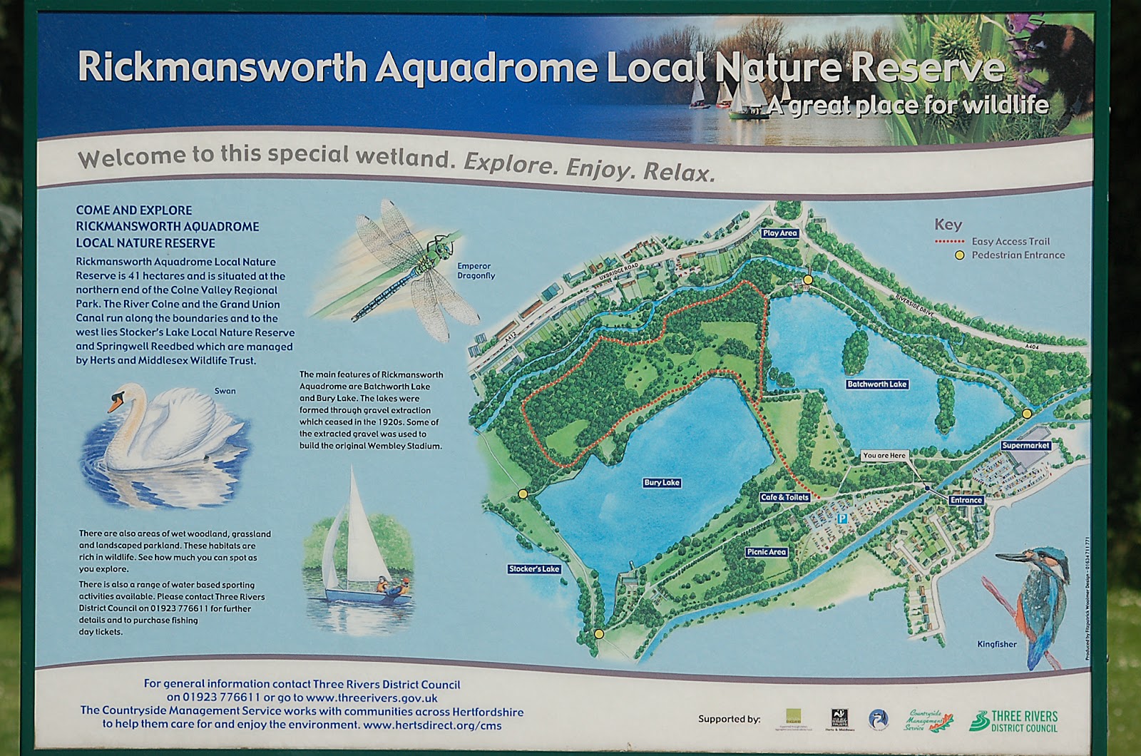 Brian's birding blog: Little Bittern Rickmansworth