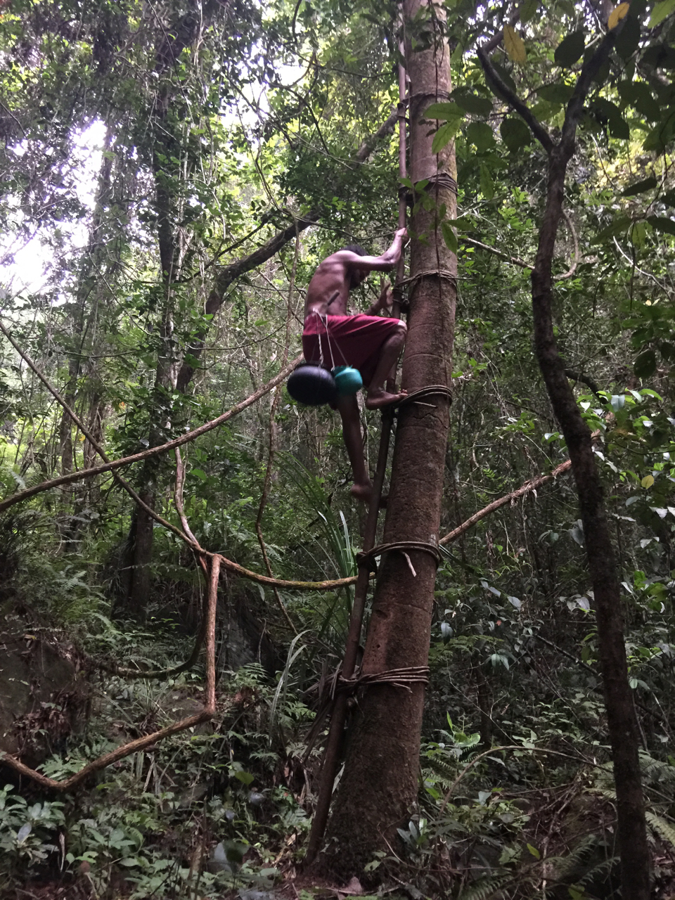 Learning to Live Peace: Tapping Kithul Palm