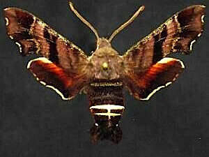 Field Biology in Southeastern Ohio: Sphinx Moths of Ohio, Part 2