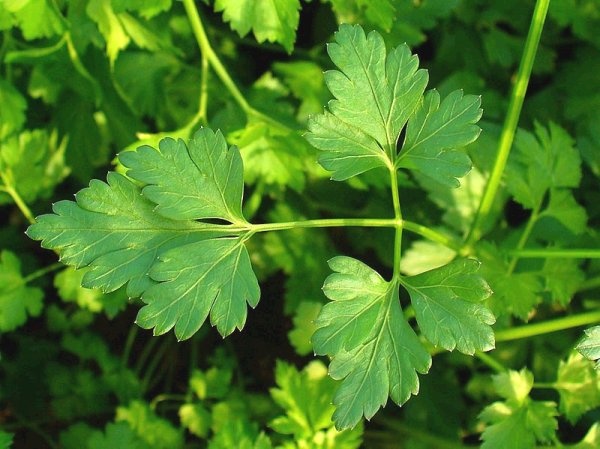 A Haitian Treasure (with a Sensitive History): Pèsi (Parsley)