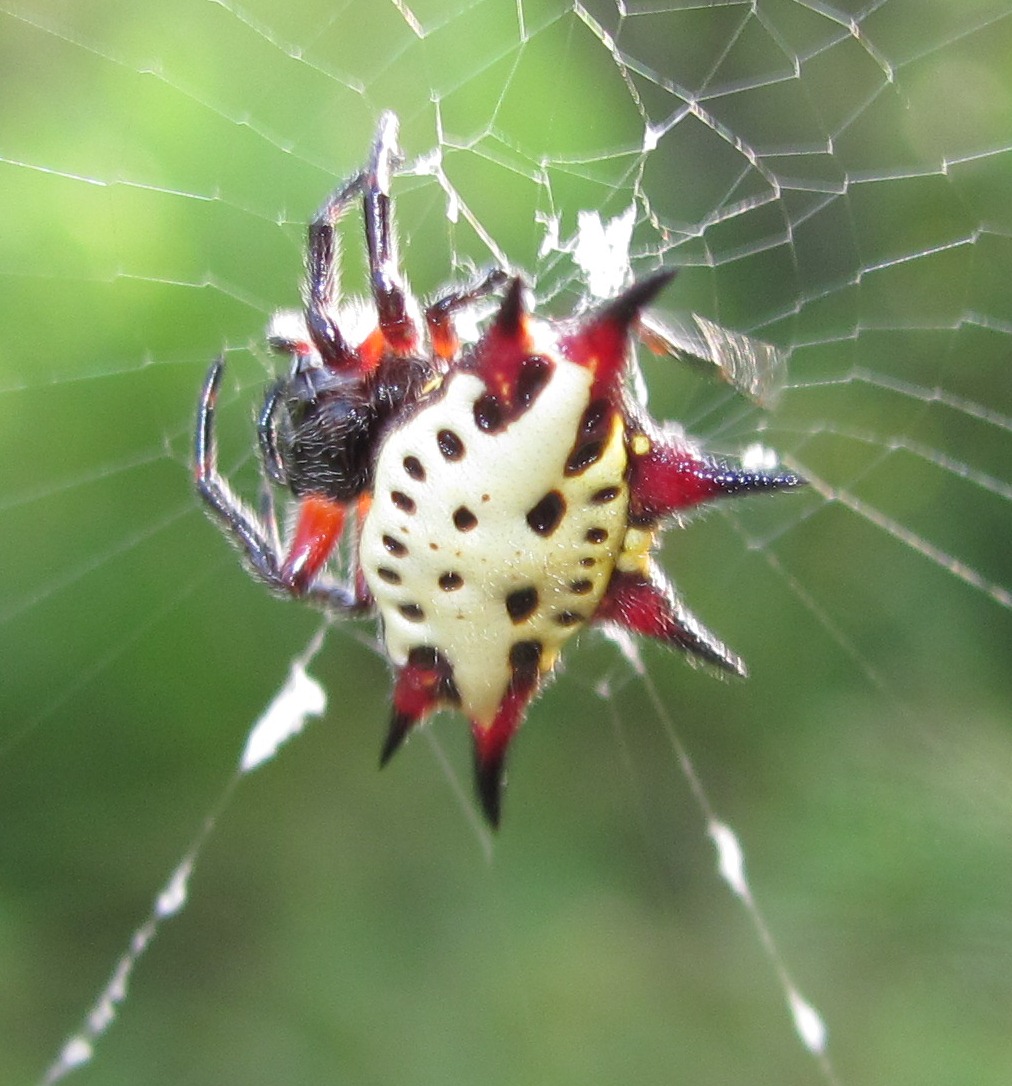 Kenyan Spiders: ORB WEB SPIDERS (Family Araneidae)