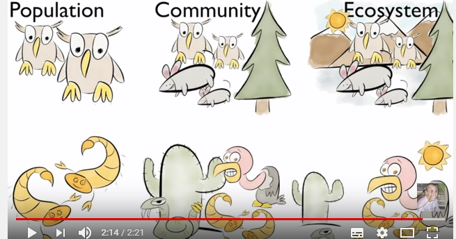 5º Educación Primaria: Ecosystem, population and community
