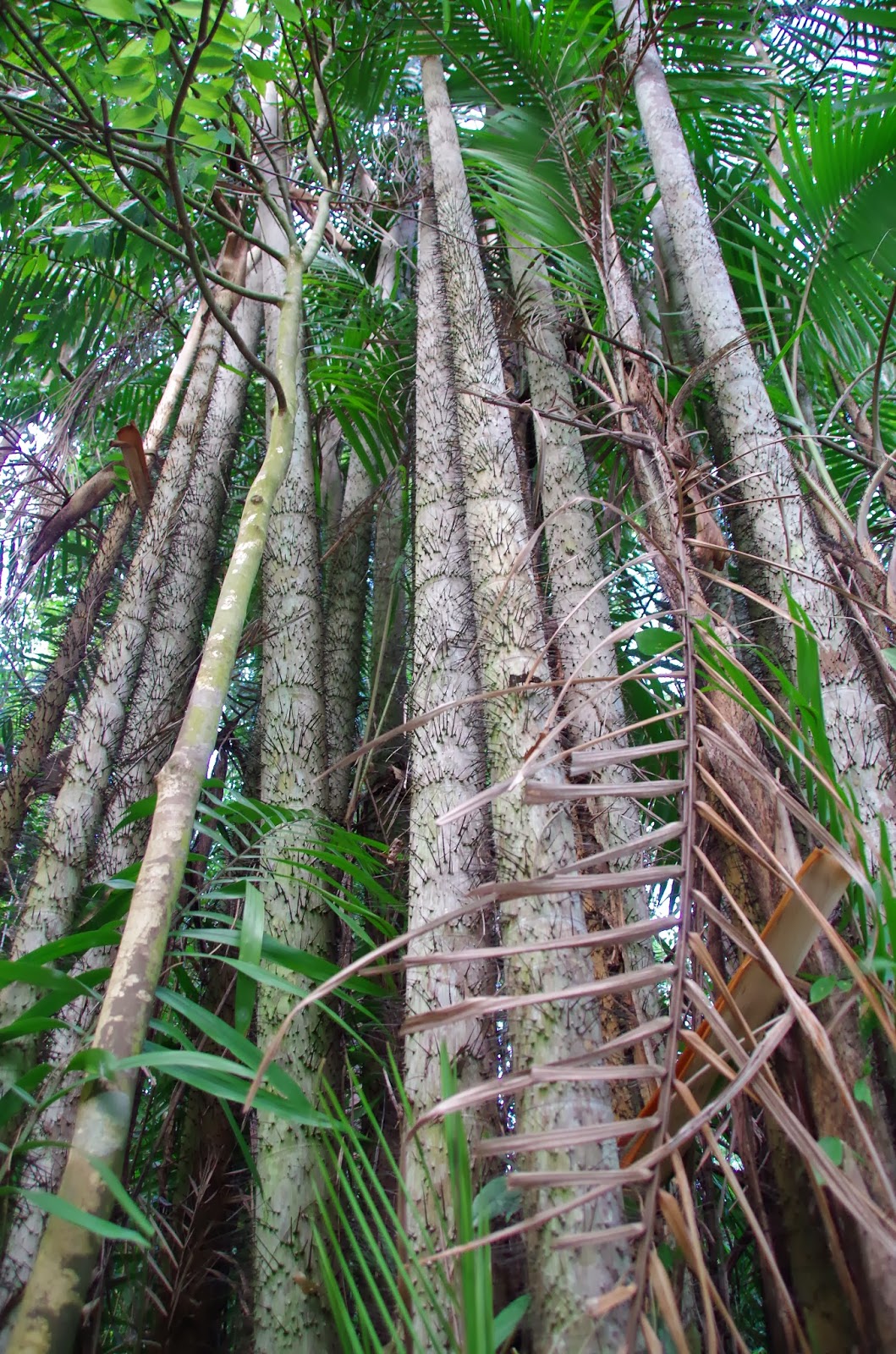 Trees and Plants: Nibong Palm