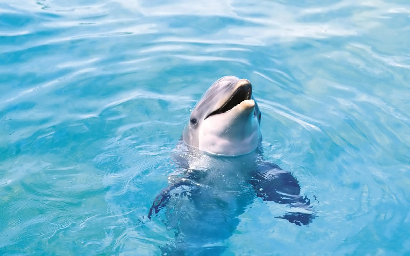 ΔΕΛΦΙΝΙΑ photos - wallpapers (ανανεωμένο) | the fun bank