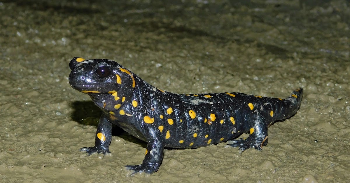 Sargantanes i Dragons: Salamandra salamandra - Salamandra comuna