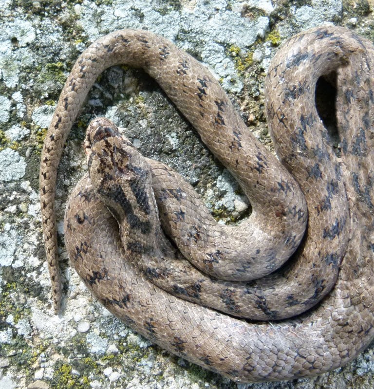 Faune Flore d'Ul: Couleuvres