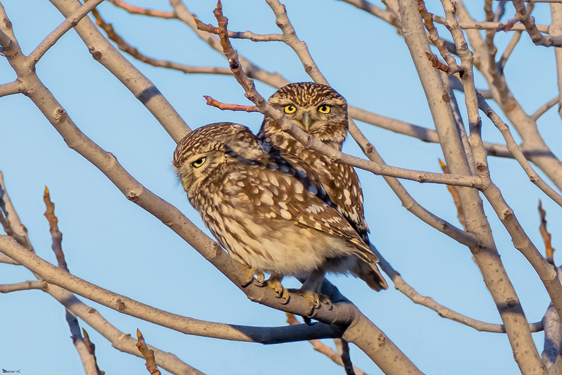 Objetivo: Naturaleza Viva: Mochuelo europeo o común (Athene noctua)