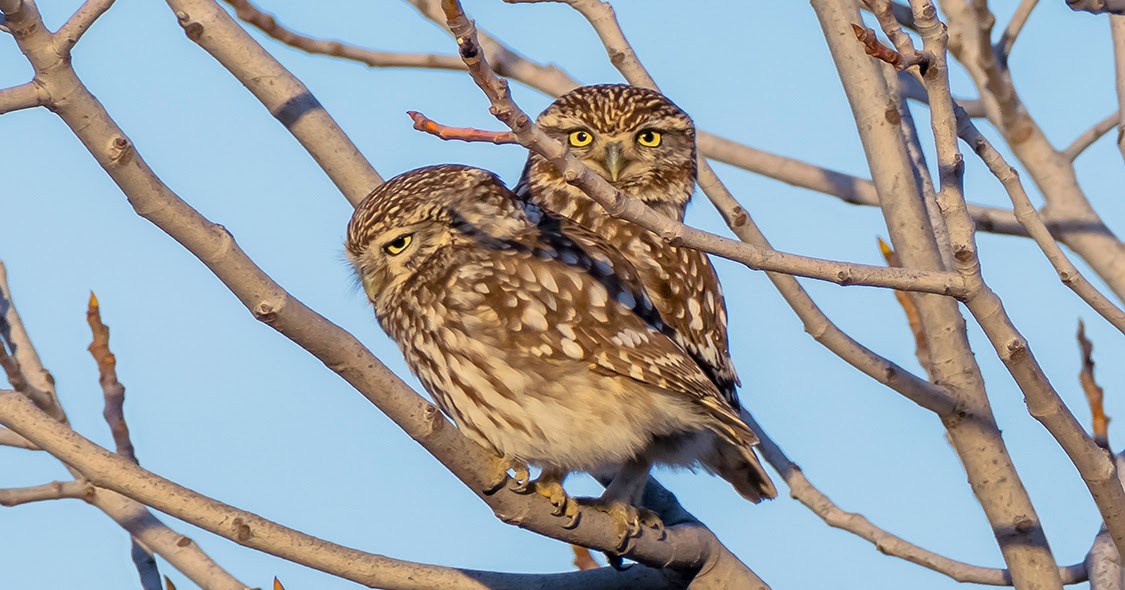 Objetivo: Naturaleza Viva: Mochuelo europeo o común (Athene noctua)