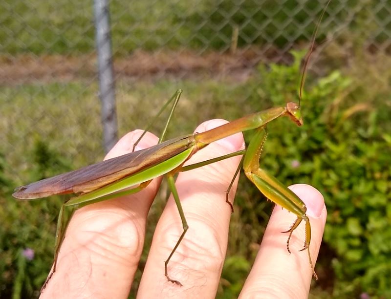 The Woodsman's Journal Online: Mantises...Praying...Chinese... What!?