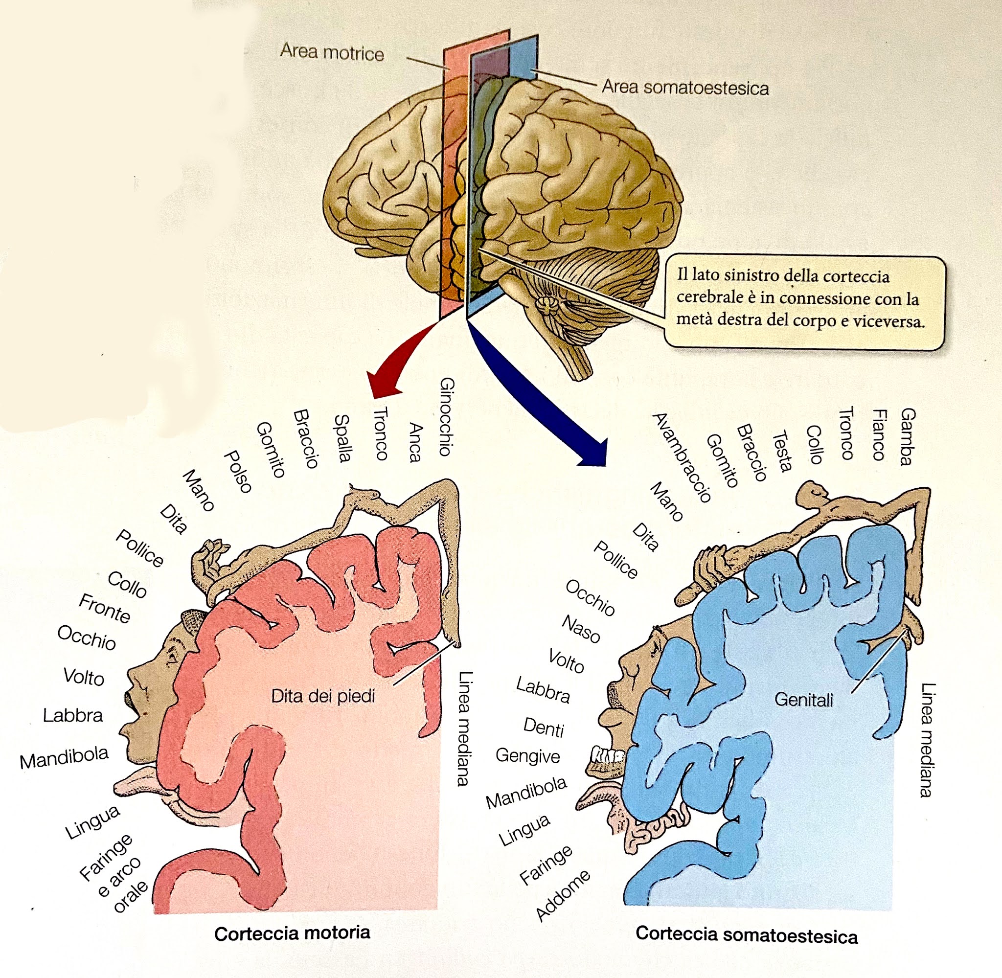 CON IL CORPO VIVO : SISTEMA NERVOSO #3 LE FUNZIONI DEL CERVELLO - LA ...