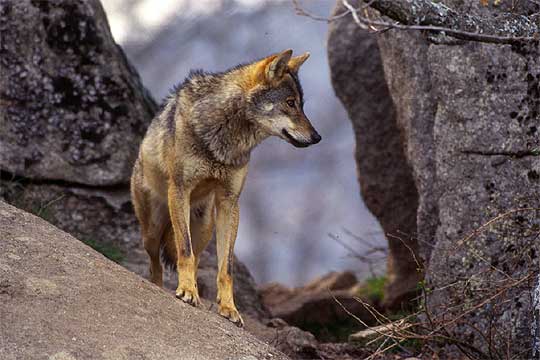 Aves en Guadalajara: Las montañas del lobo.
