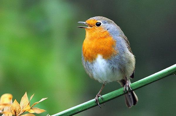 Our Beautiful World: Cute Birds