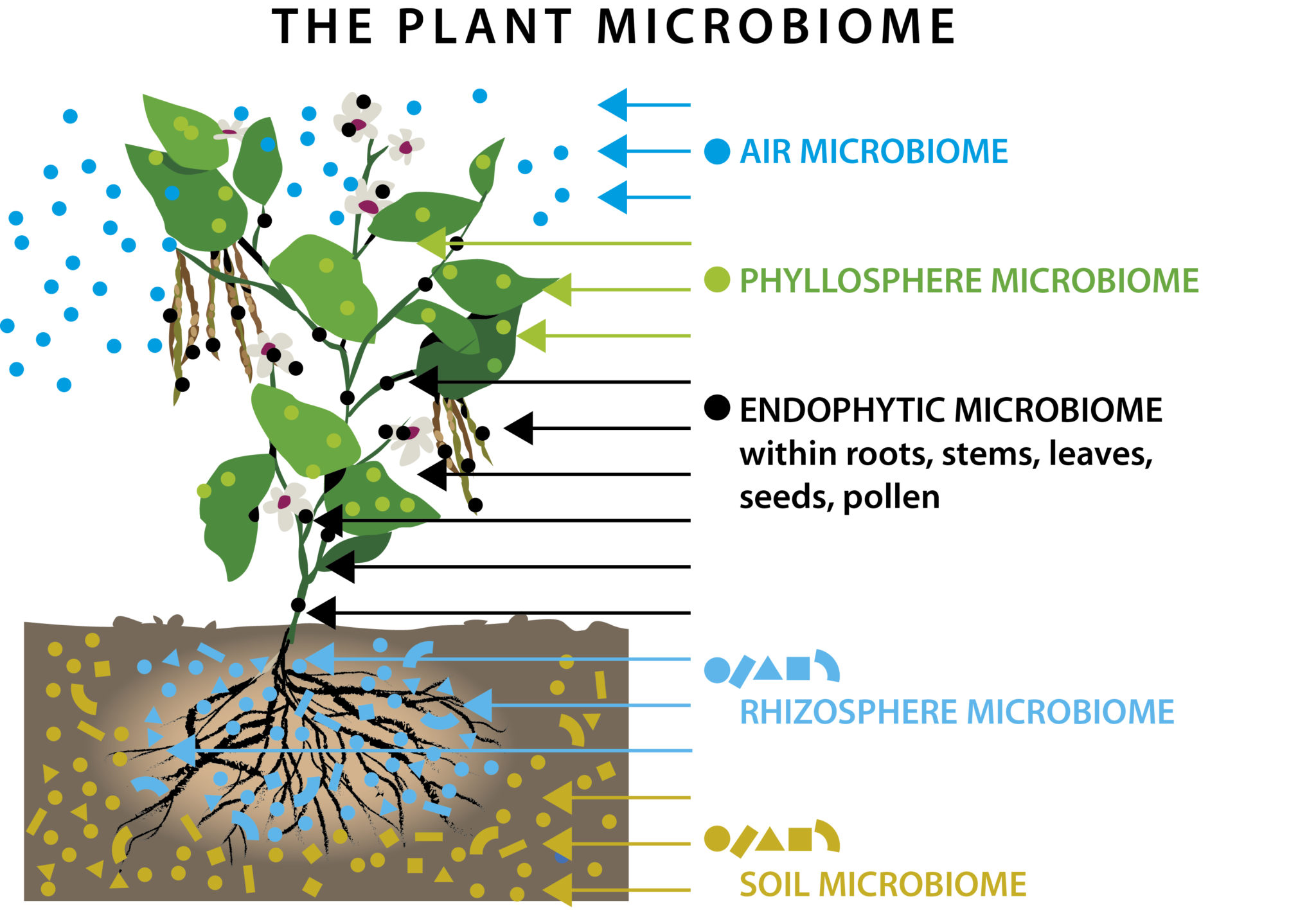 Biology: Microbial Farming for Future Agriculture