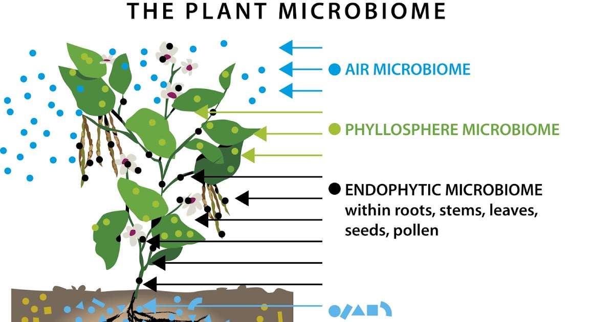 Biology: Microbial Farming for Future Agriculture