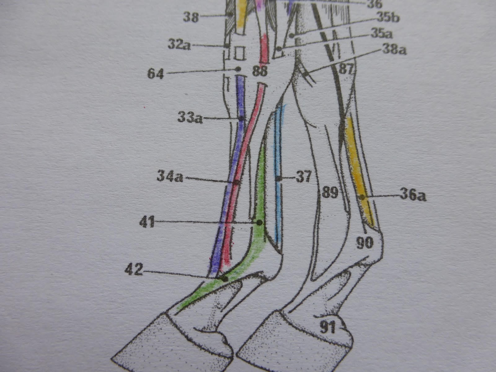 Horse Life and Love: All About - Muscles (Part 1)