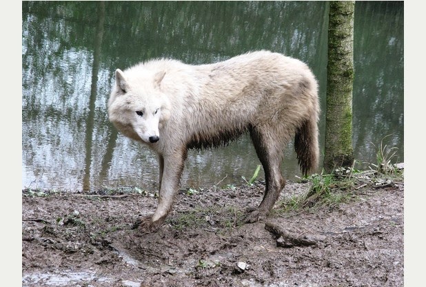 White Wolf : Rare white wolves arrive in Combe Martin (Photos - Video)