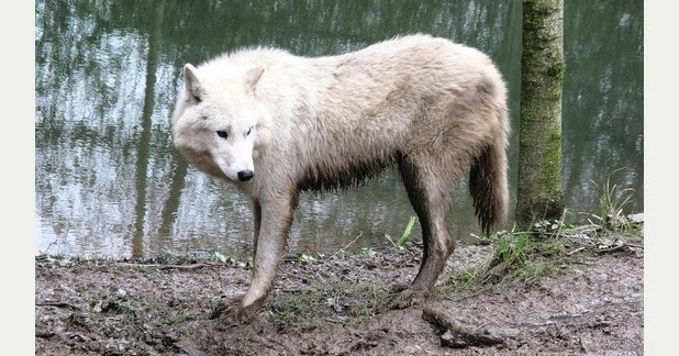 White Wolf : Rare white wolves arrive in Combe Martin (Photos - Video)