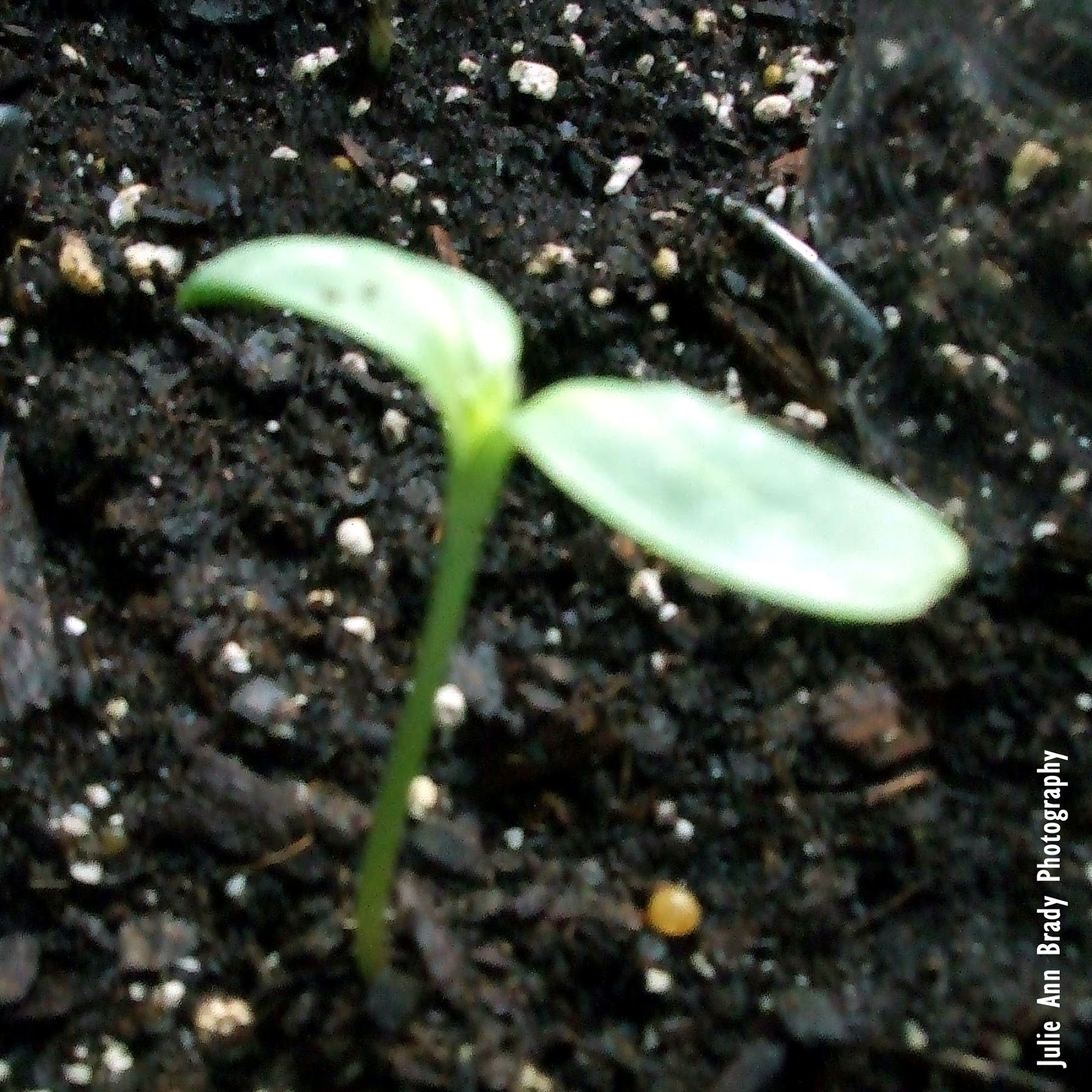 Julie Ann Brady : Blog On: Russian Mammoth Sunflowers