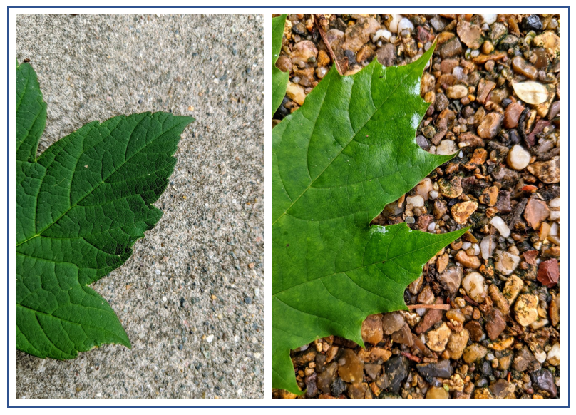 Plane simple - how to tell a sycamore, a Norway maple and a London ...