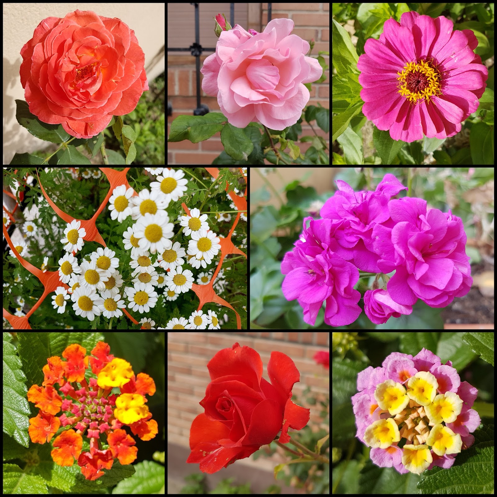El álbum de fotos de Beatriz : Collage de Flores 3, Junio 17