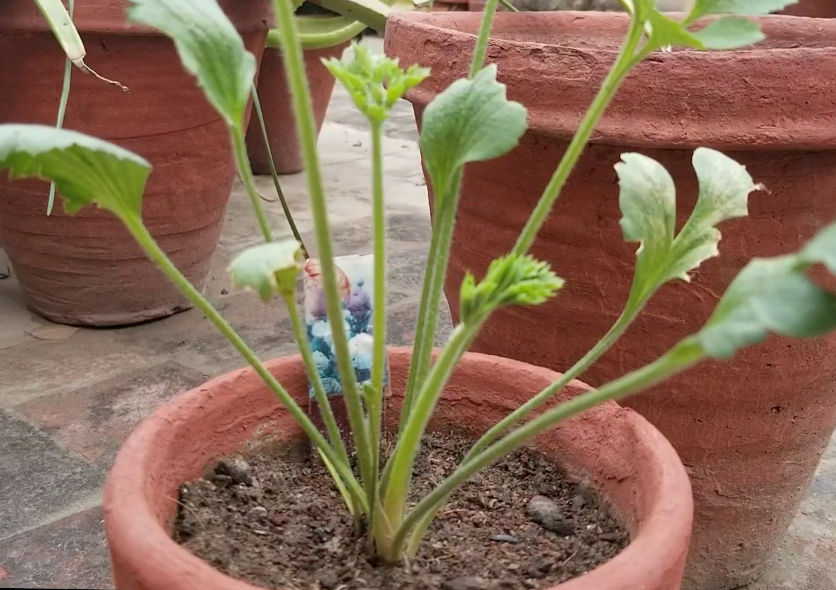 Asim Rooftop Garden Tips: How to Grow and Plant Ranunculus Bulbs - Tubers