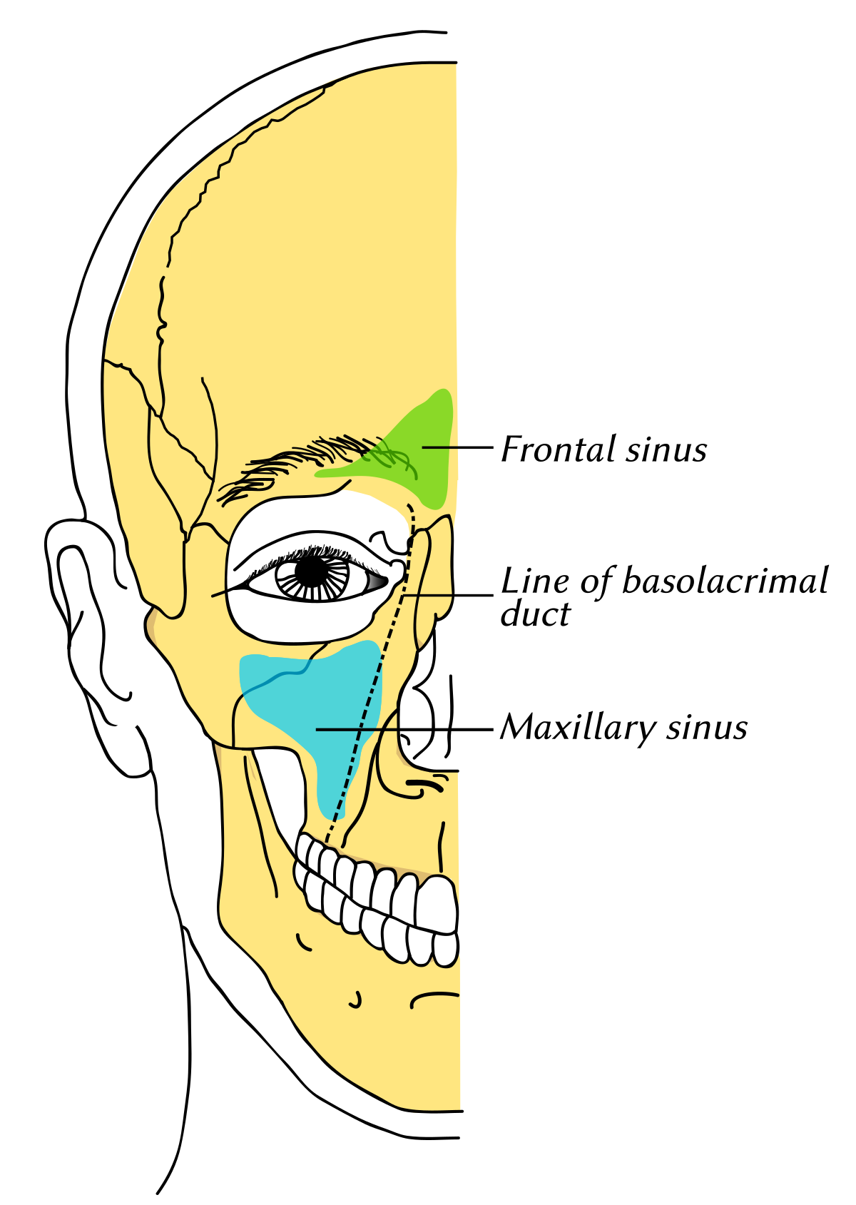 Maxillary sinus (12)