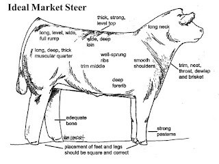 Beef cattle production basics: Part 1