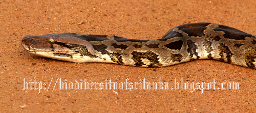 Biodiversity of Sri Lanka: පිඹුරා[Pimbura]/Indian Rock Python (Python ...
