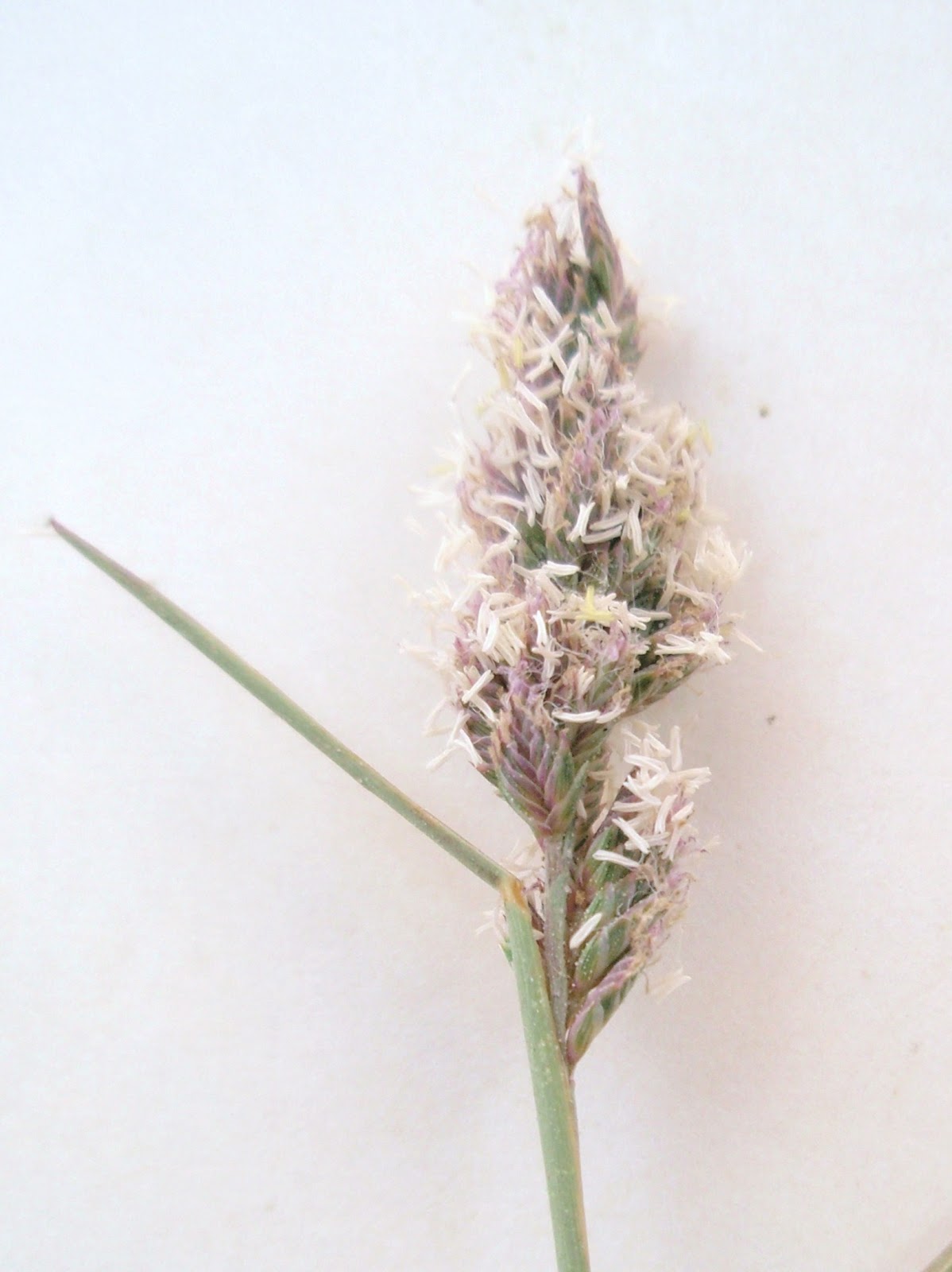 HERBARIO VIRTUAL DE BANYERES DE MARIOLA Y ALICANTE: Dactylis glomerata ...