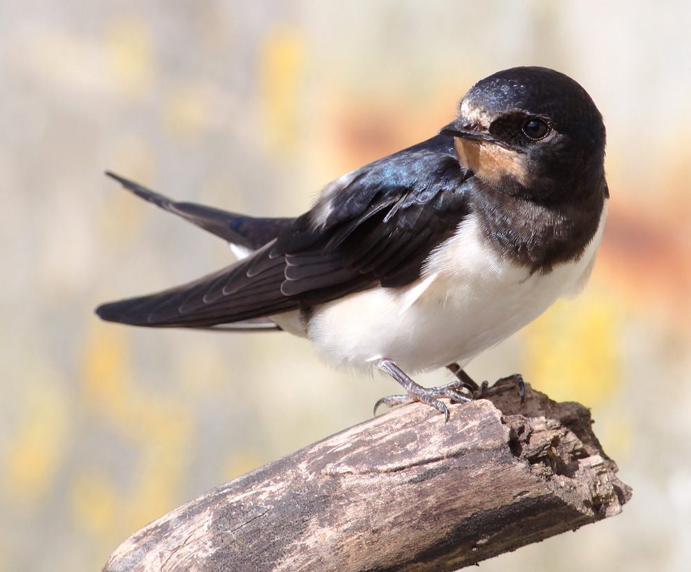 Another Bird Blog: Mainly Swallows