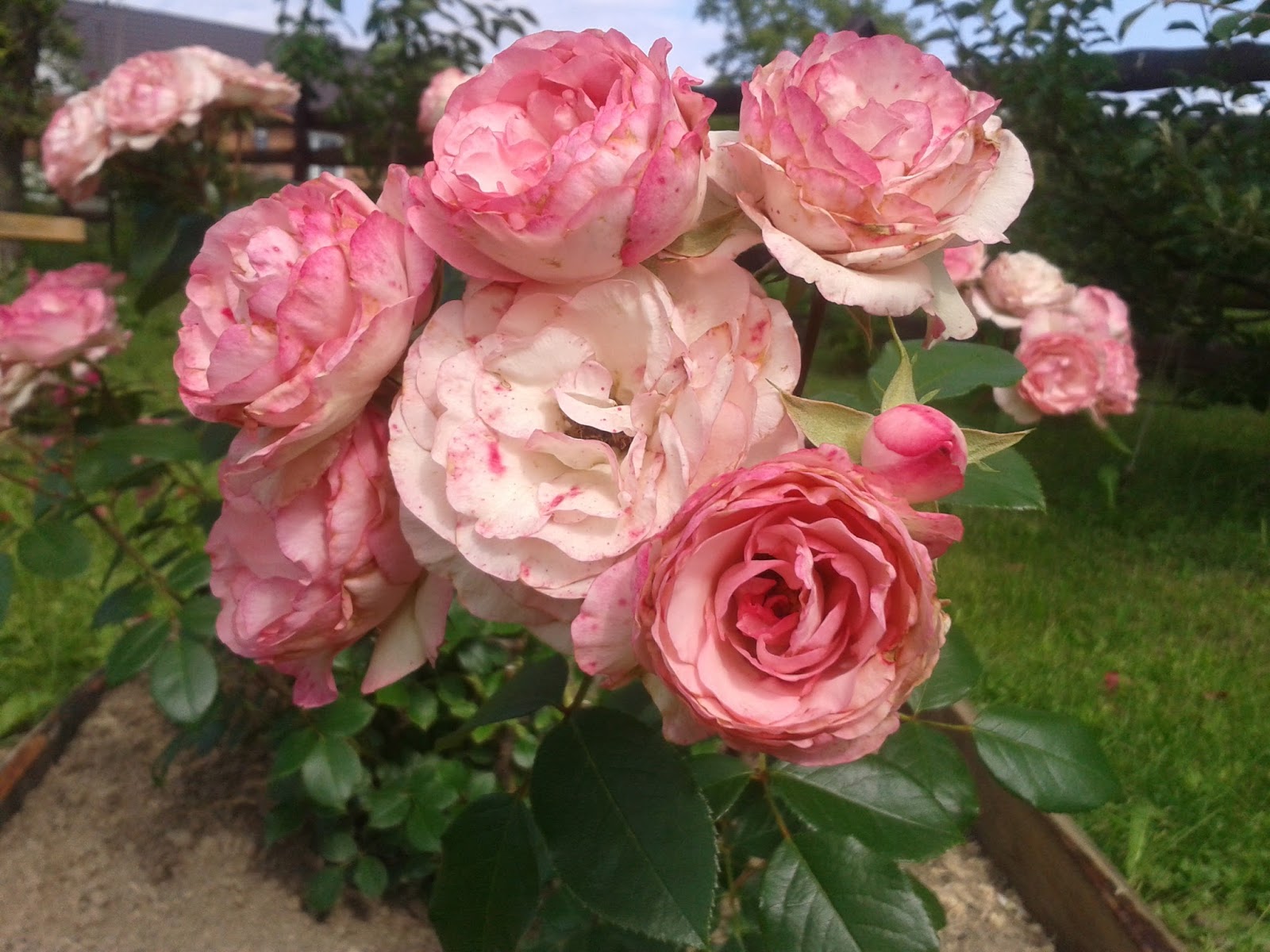 Ranczo Elma: Róża (Rosa) Mini Eden Rose