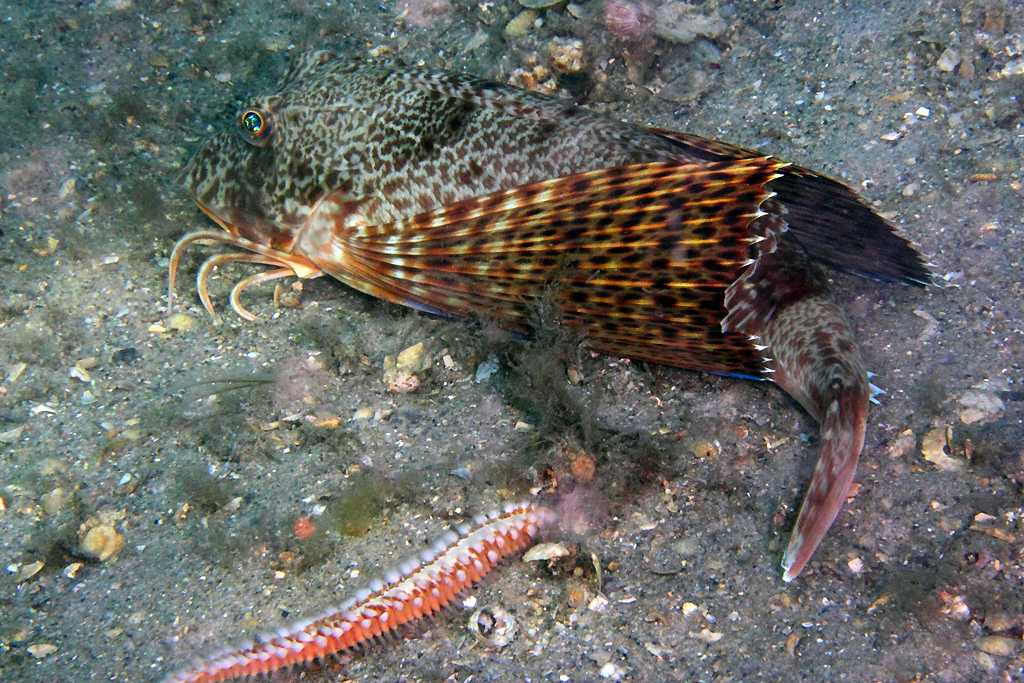 Real Monstrosities: Sea Robin