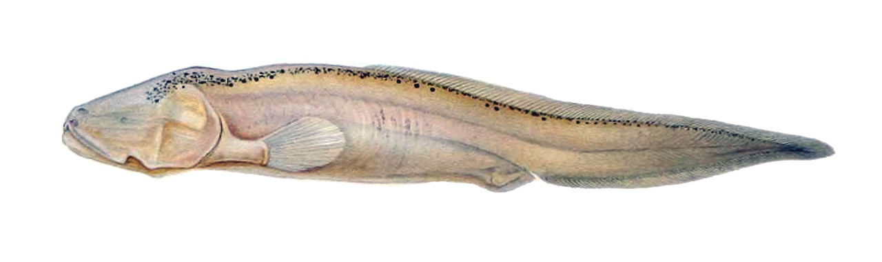 Artes de Pesca: ACTINOPTERYGII