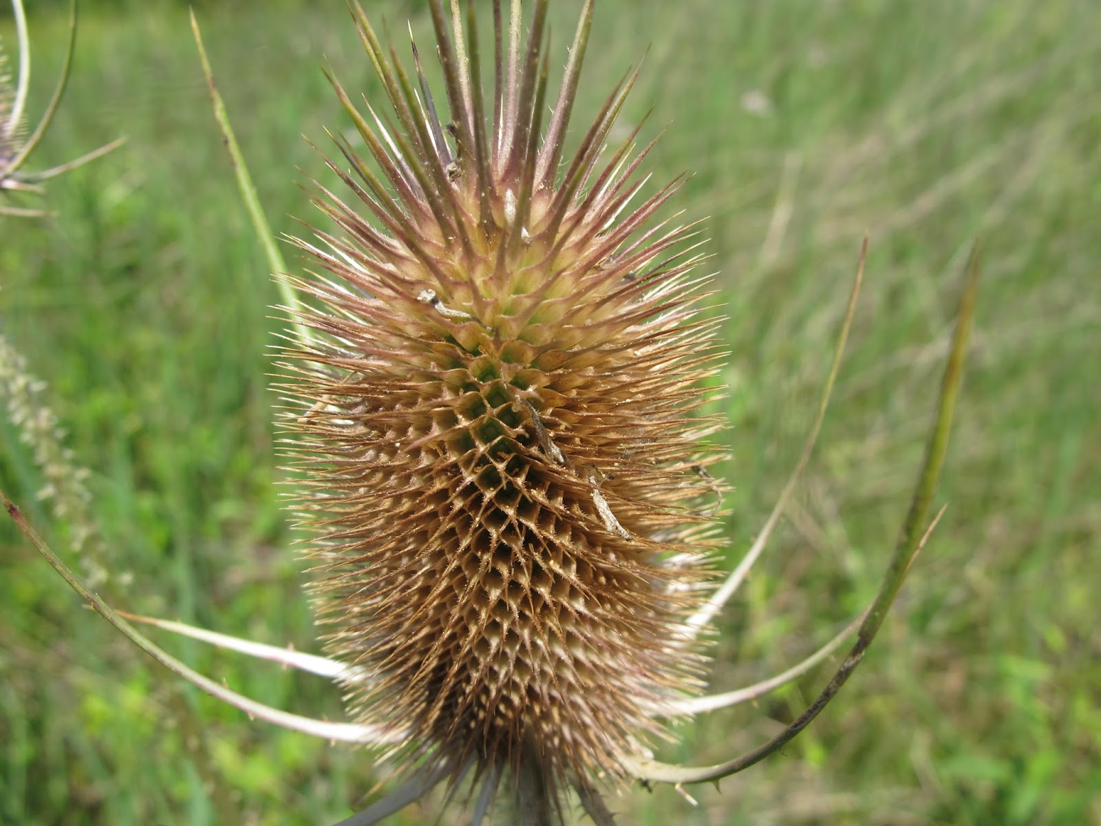 Blue Jay Barrens: Pulling Teasel