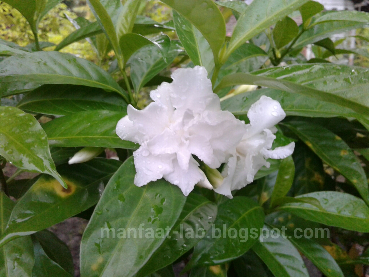 Bunga ceplok piring wanginya menggoda - Manfaat-Lab