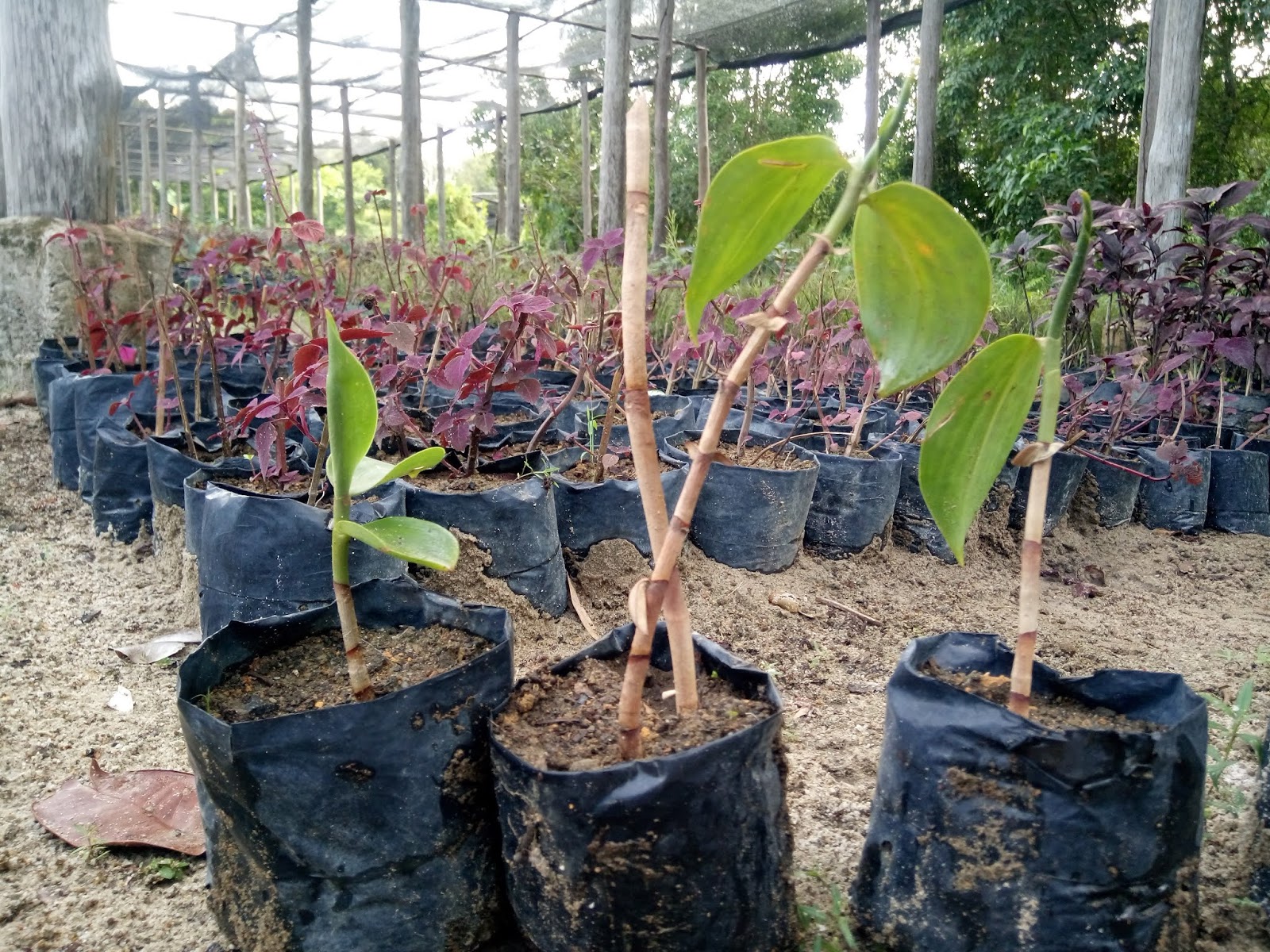 Mari Mengenal Tanaman Pacing