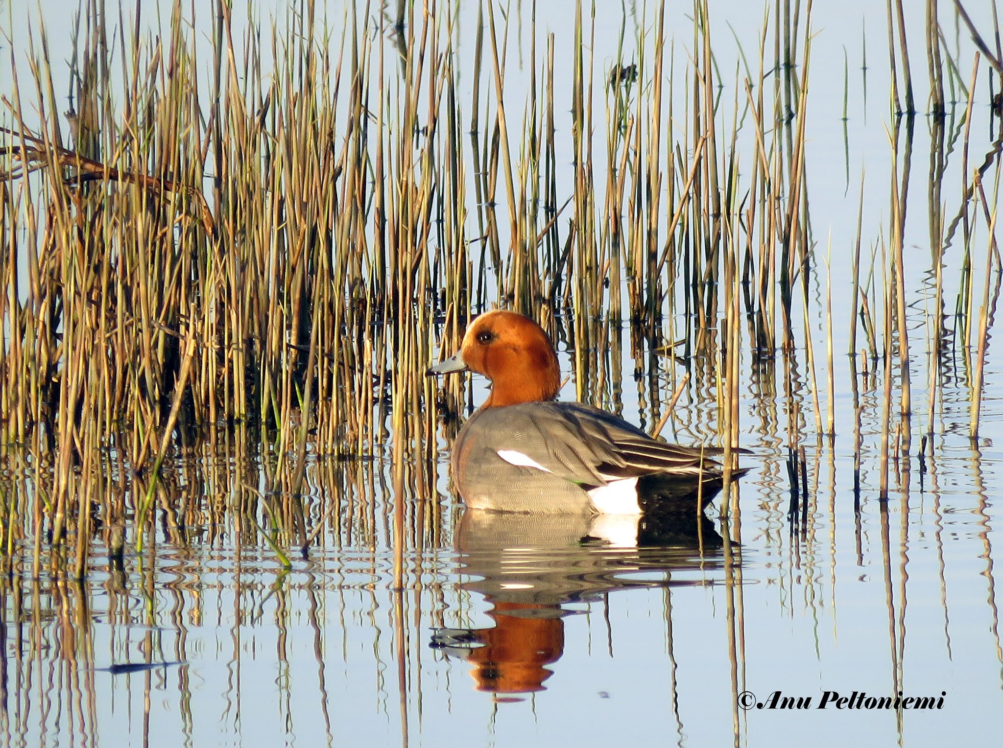 Lintuilua - Birding: Vedessä ja pellolla - In water and in the field