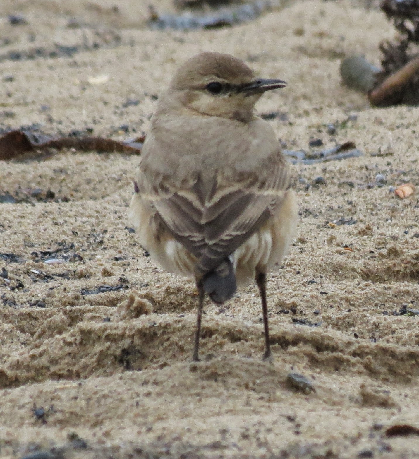 BRITISH BIRDING ASSOCIATION: 2014