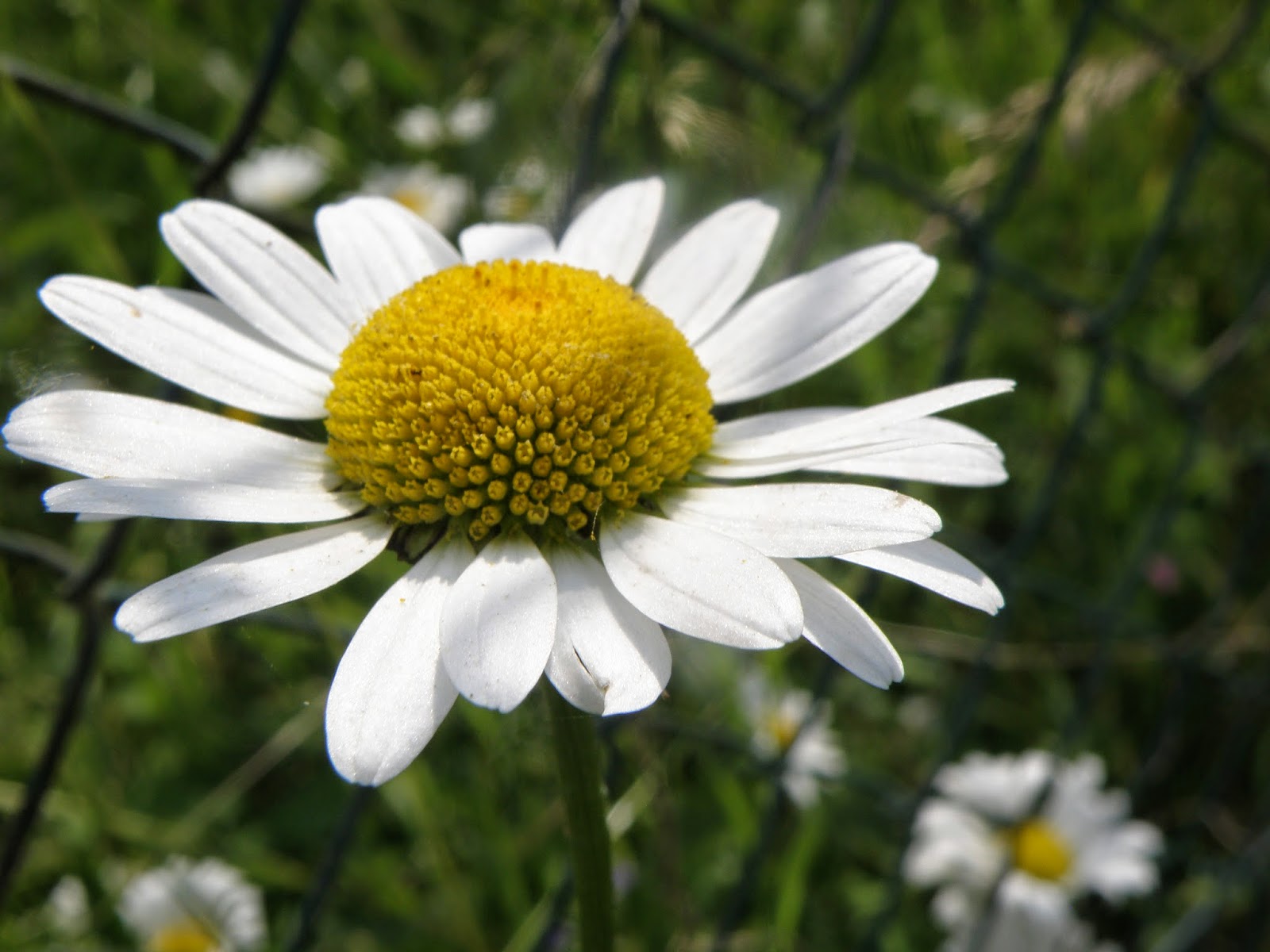 Le Jardin d'Hélène: LA MARGUERITE