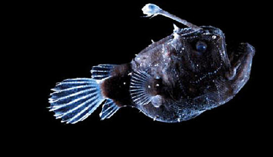 Biología Marina: octubre 2012