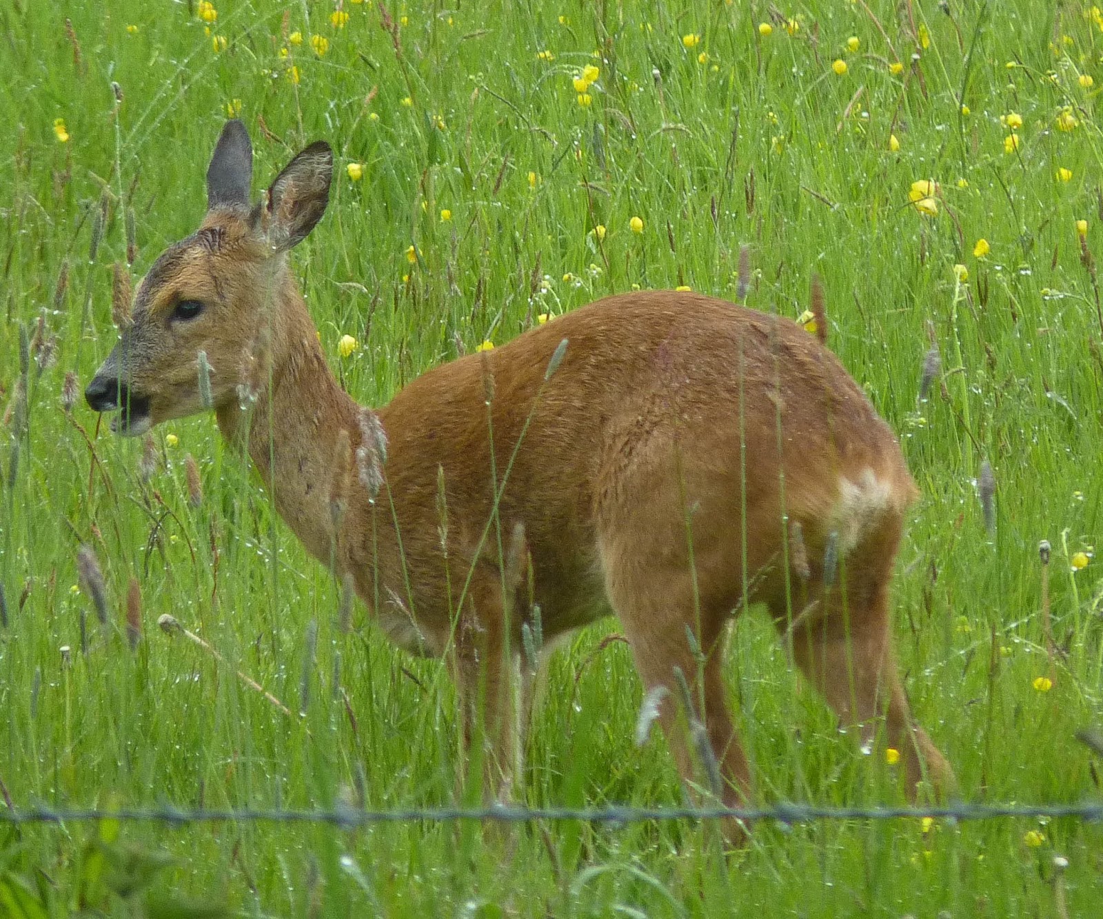 Birding Poole Harbour & Beyond: 19 Mar 20 - Roe Deer #BWKM0