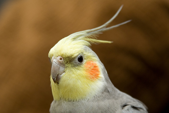 El ojo del buitre: Aves - Cacatúa (Cacatuidae)