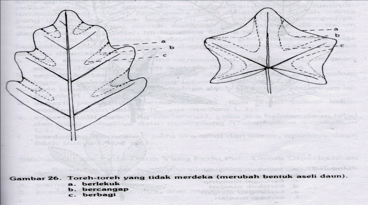 Morfologi Tumbuhan: DAUN (FOLIUM)