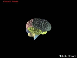 Estructuras Cerebrales: octubre 2016