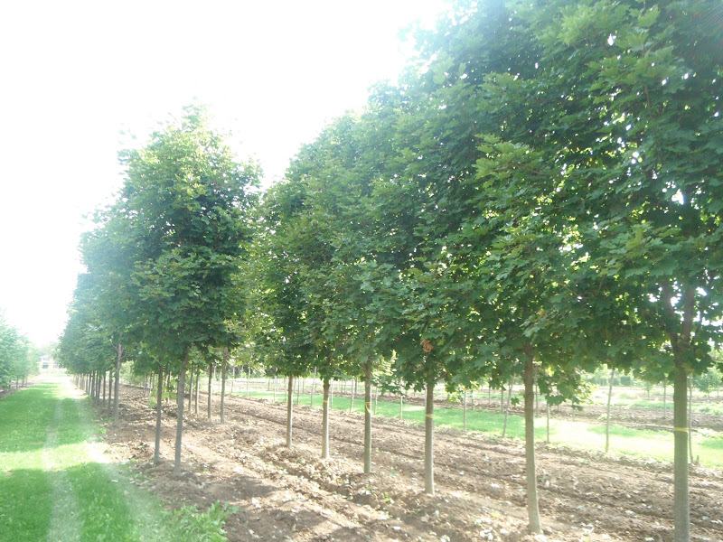 spruce | Large Trees – Tight Spaces