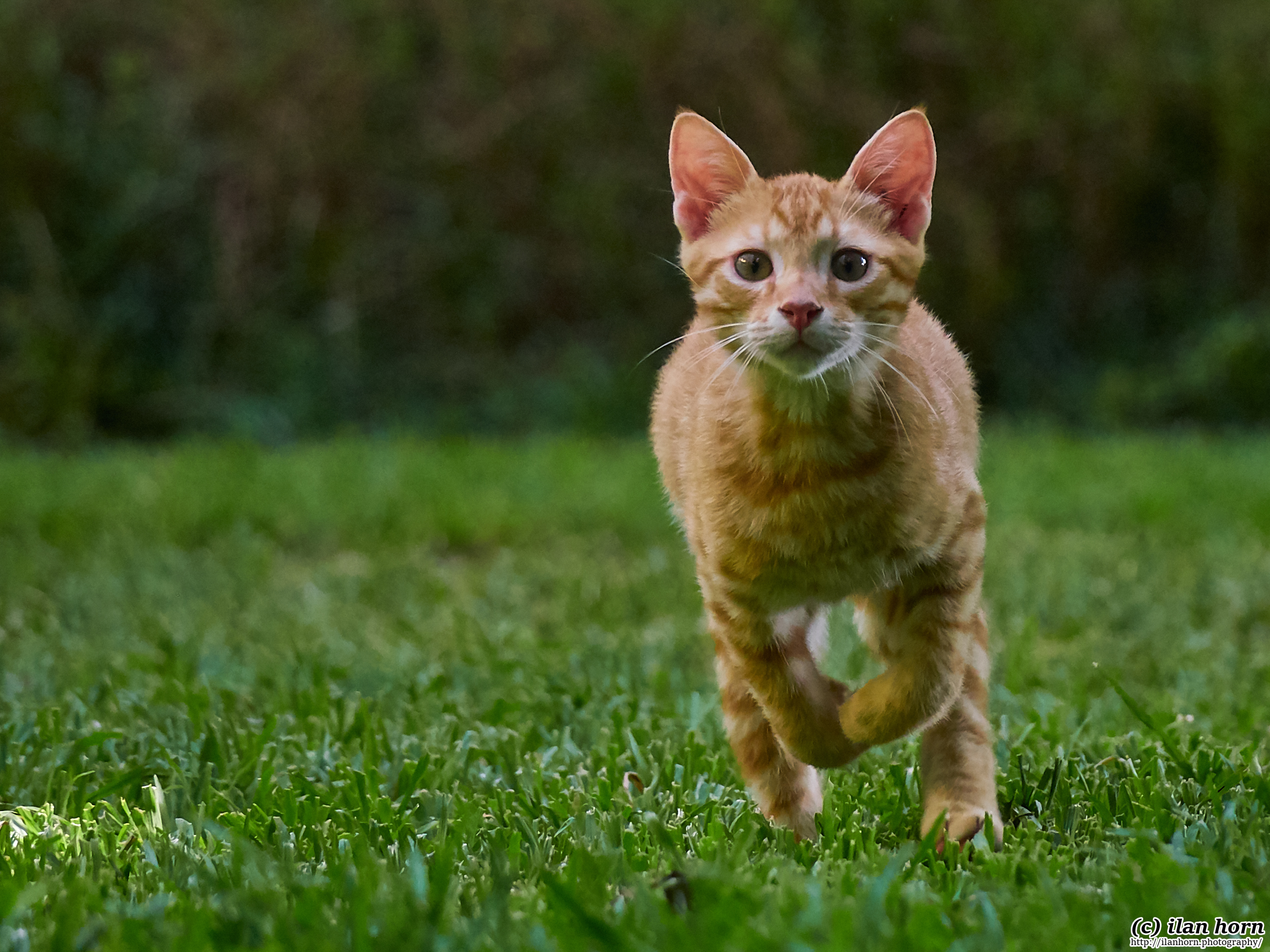 Ginger Running